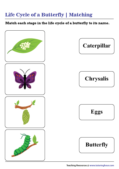 Matching Stages Of A Butterfly Life Cycle To Names Worksheet Matching Stages Of A Butterfly Life Cycle To Names Worksheet