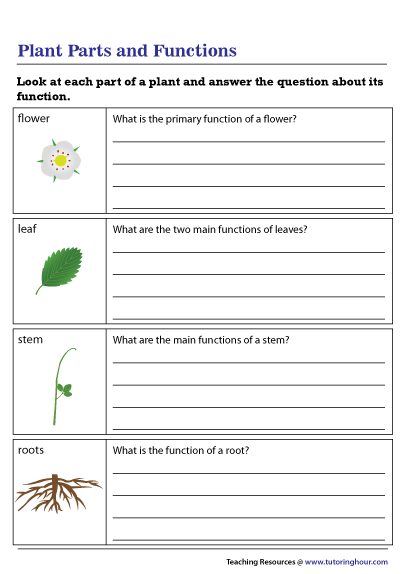 Plant Parts And Functions Worksheet