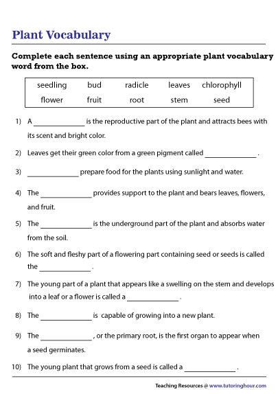 Parts Of A Plant Vocabulary Worksheet